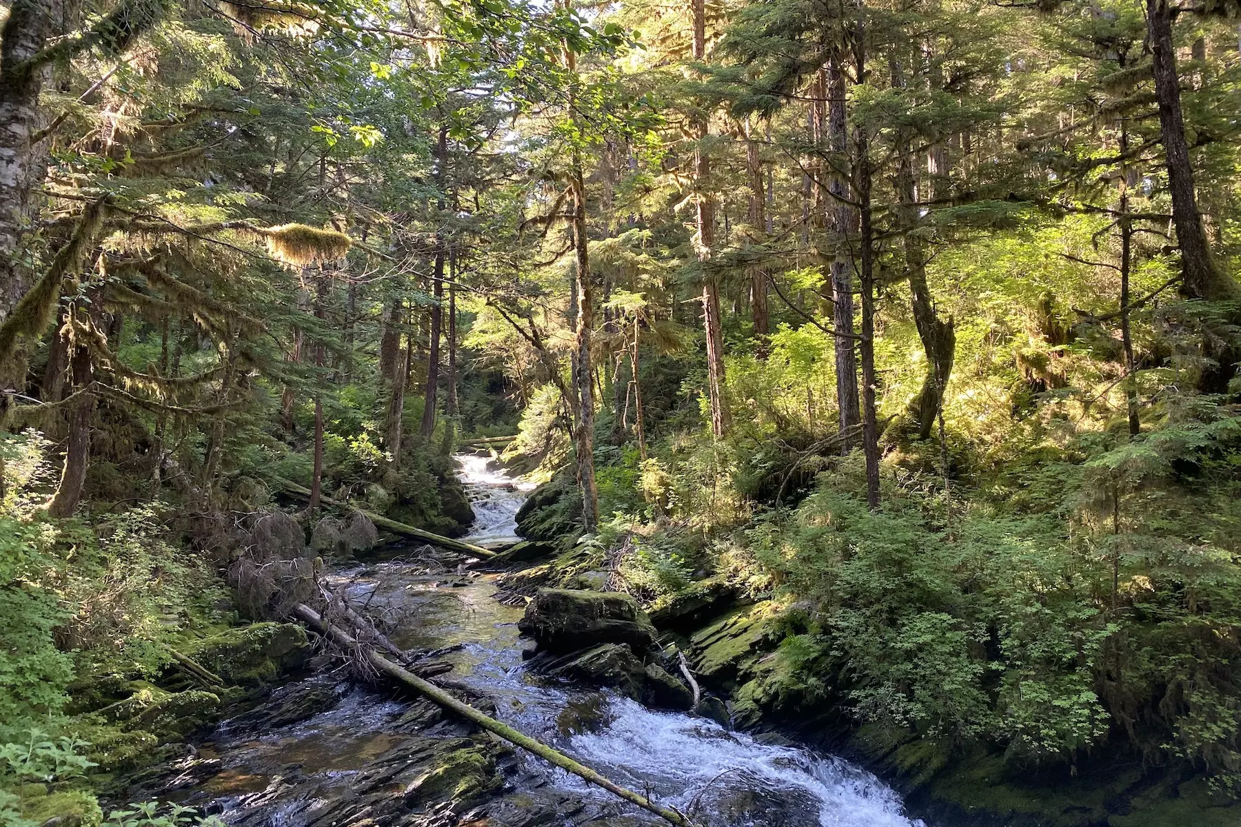 Drumeții în pădure și pârâu în Ketchikan, Alaska