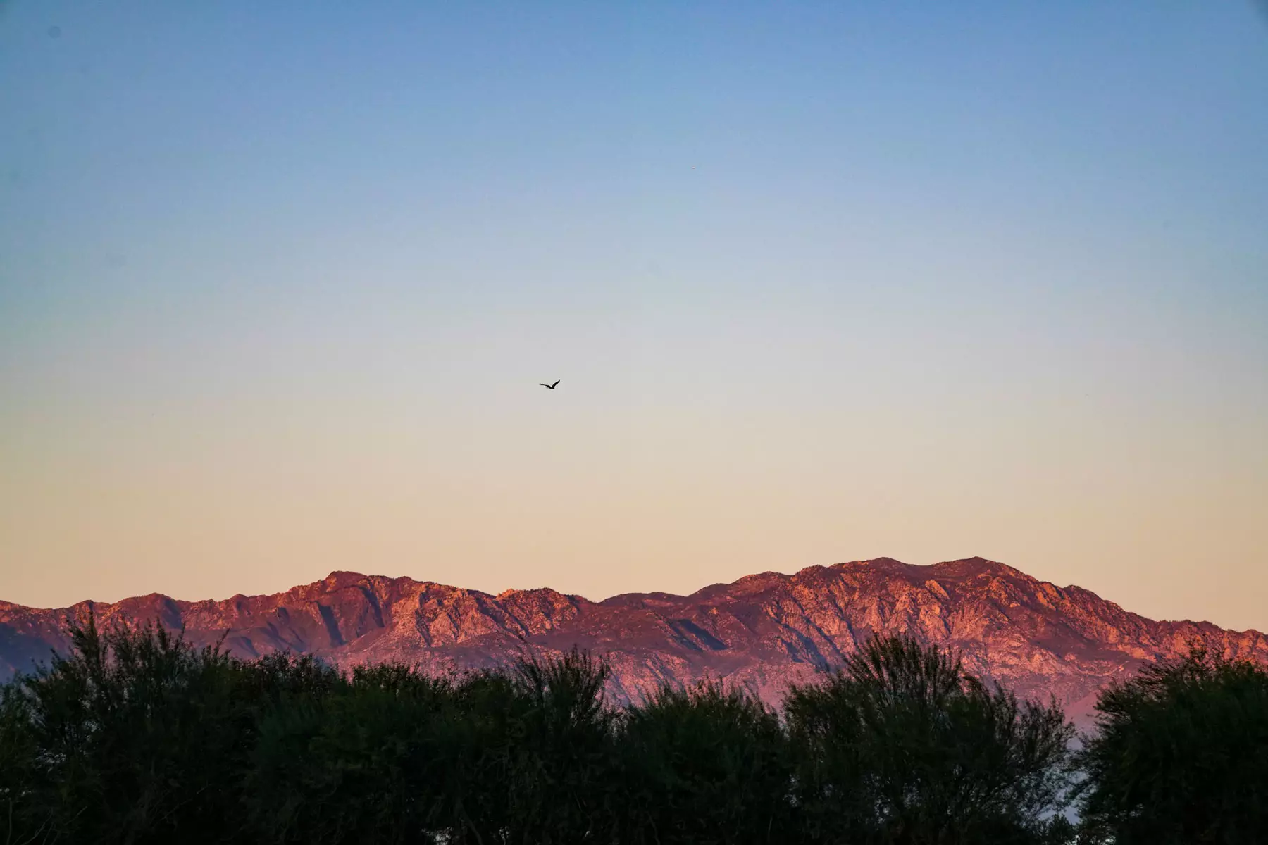 El sol sale con una luz rosa brillante sobre el monte San Jacinto desde Sunnylands Garden Center