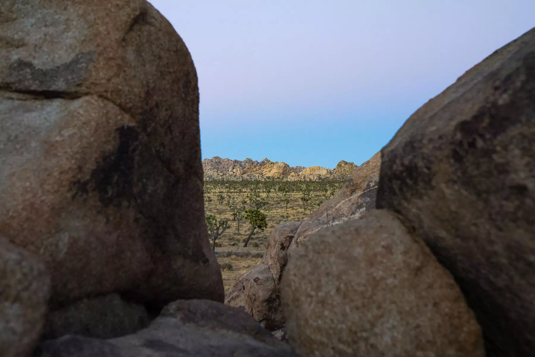 Uitsig op Joshua Tree by sonsondergang tussen twee rotse