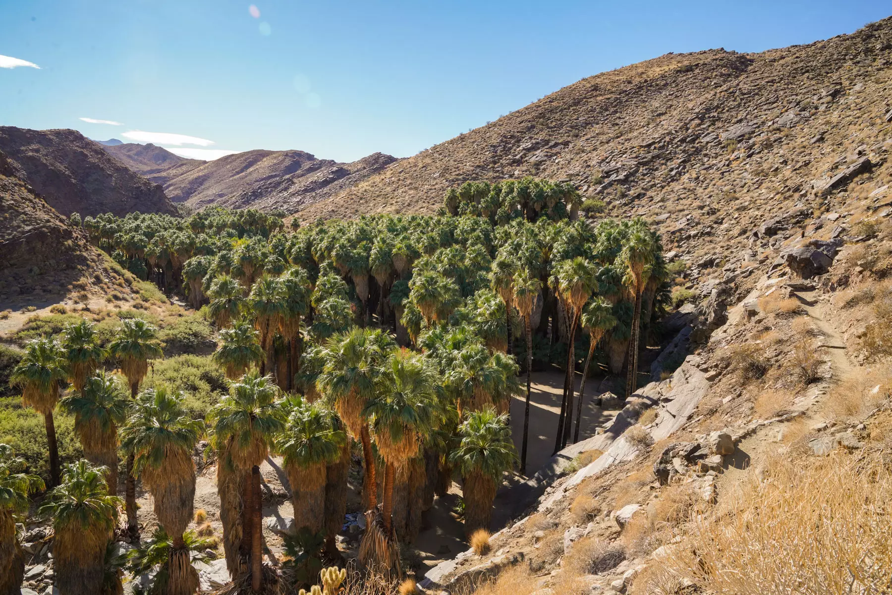 Palmboom-oase in Palm Canyon, wat afgesonder is van Indian Canyons