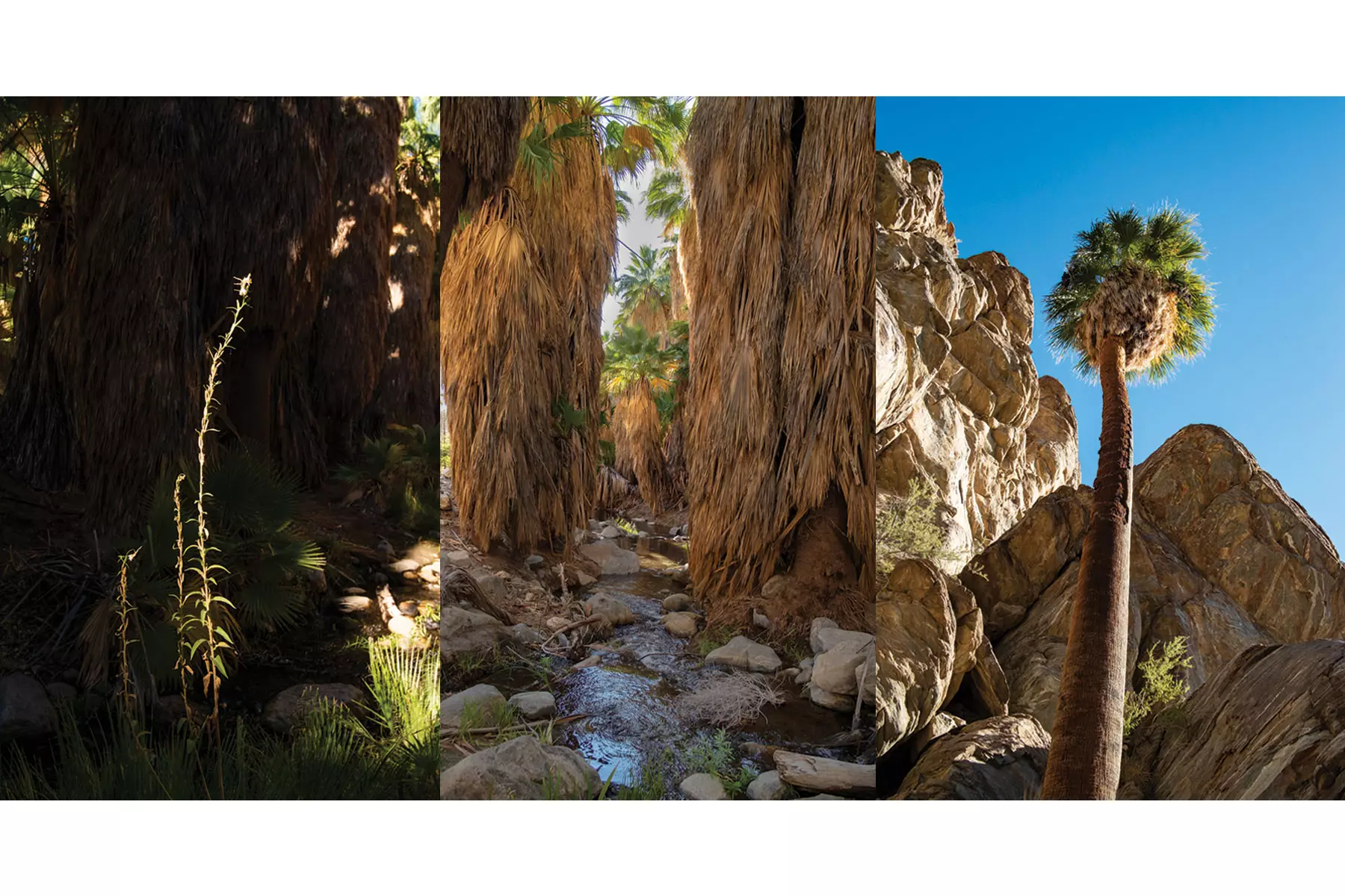 Três imagens de cenas em Andreas Canyon em Indian Canyons, lar da Agua Caliente Band of Indians perto de Palm Springs, Califórnia