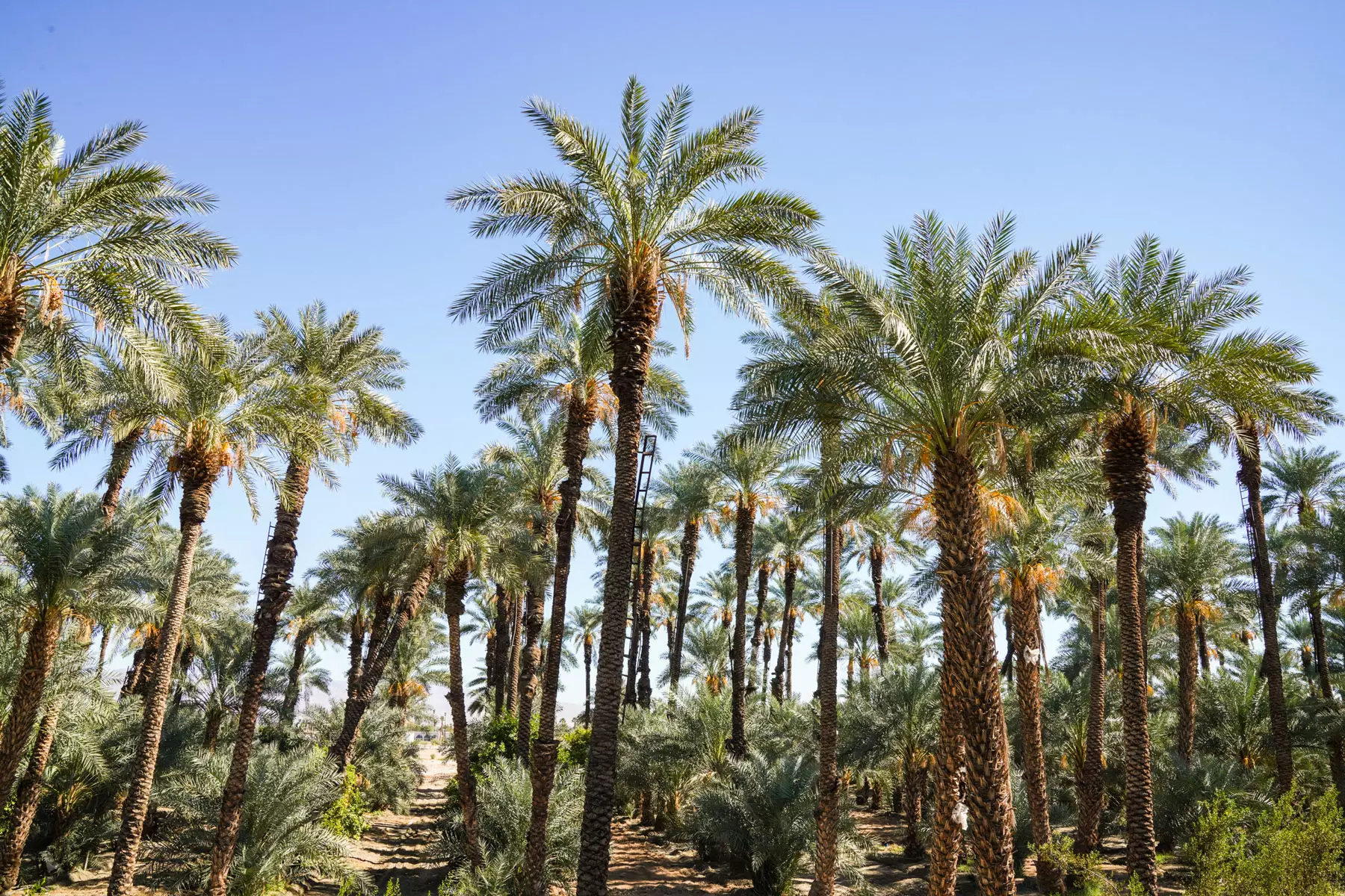 Um bosque de tâmaras em Shields em Palm Springs