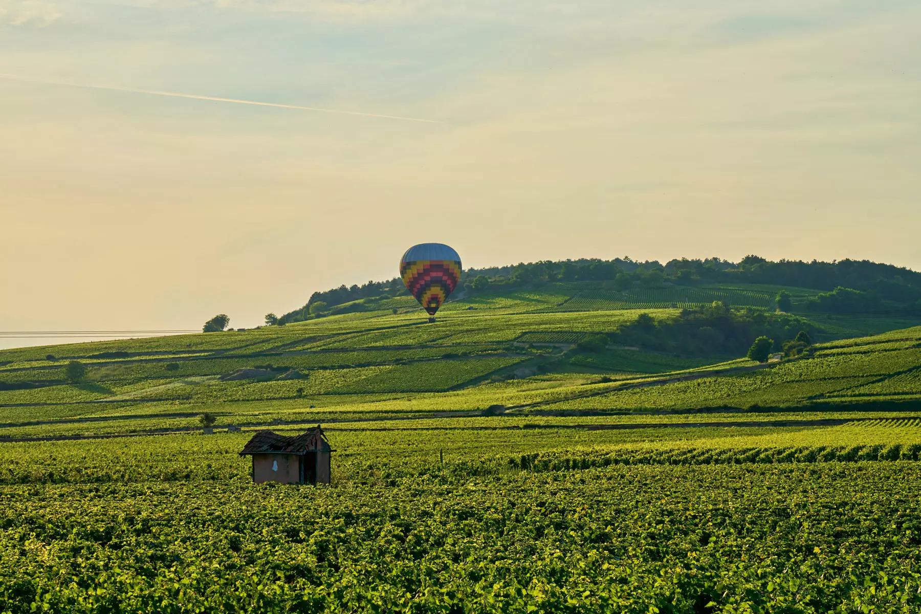 Balloon ikuku na-ekpo ọkụ na osisi vine dị nso na Beaune na Burgundy