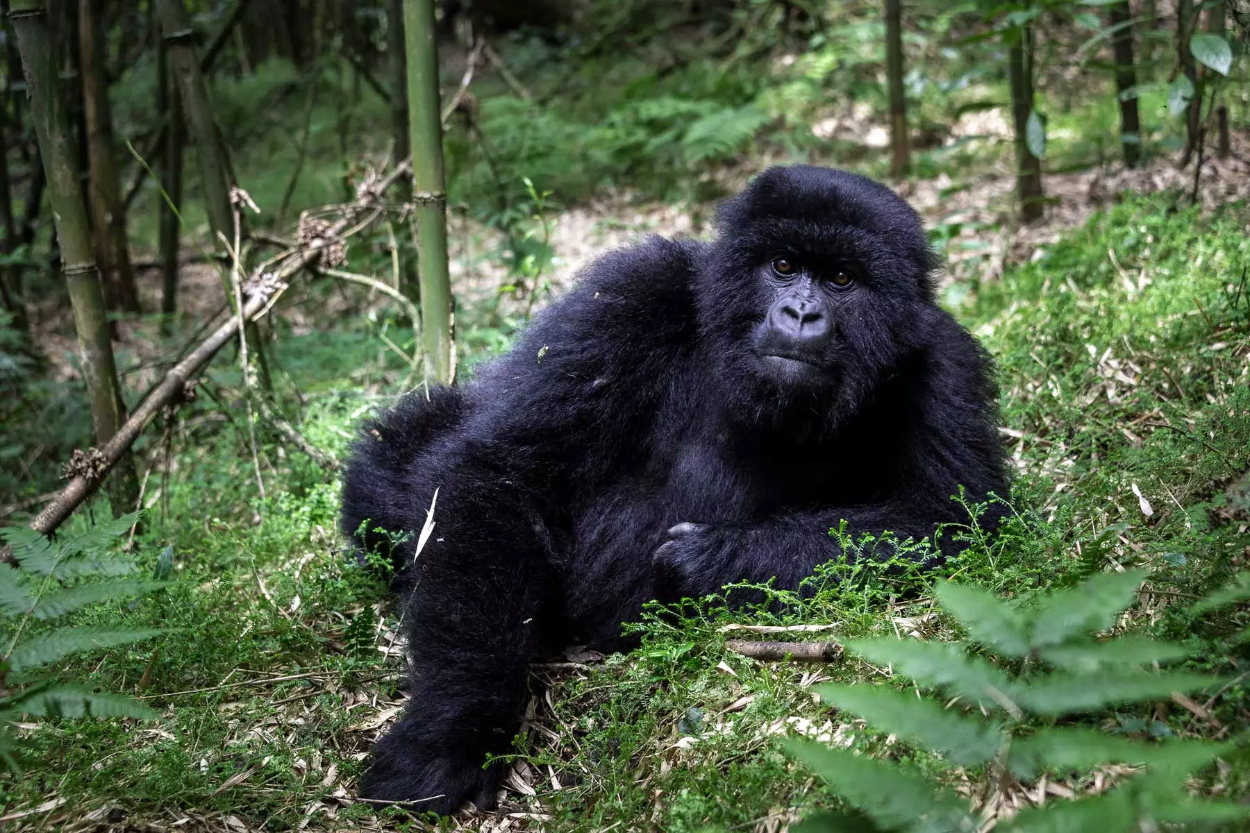 Gorilla lounging, shih në Wilderness Safaris në Ruanda