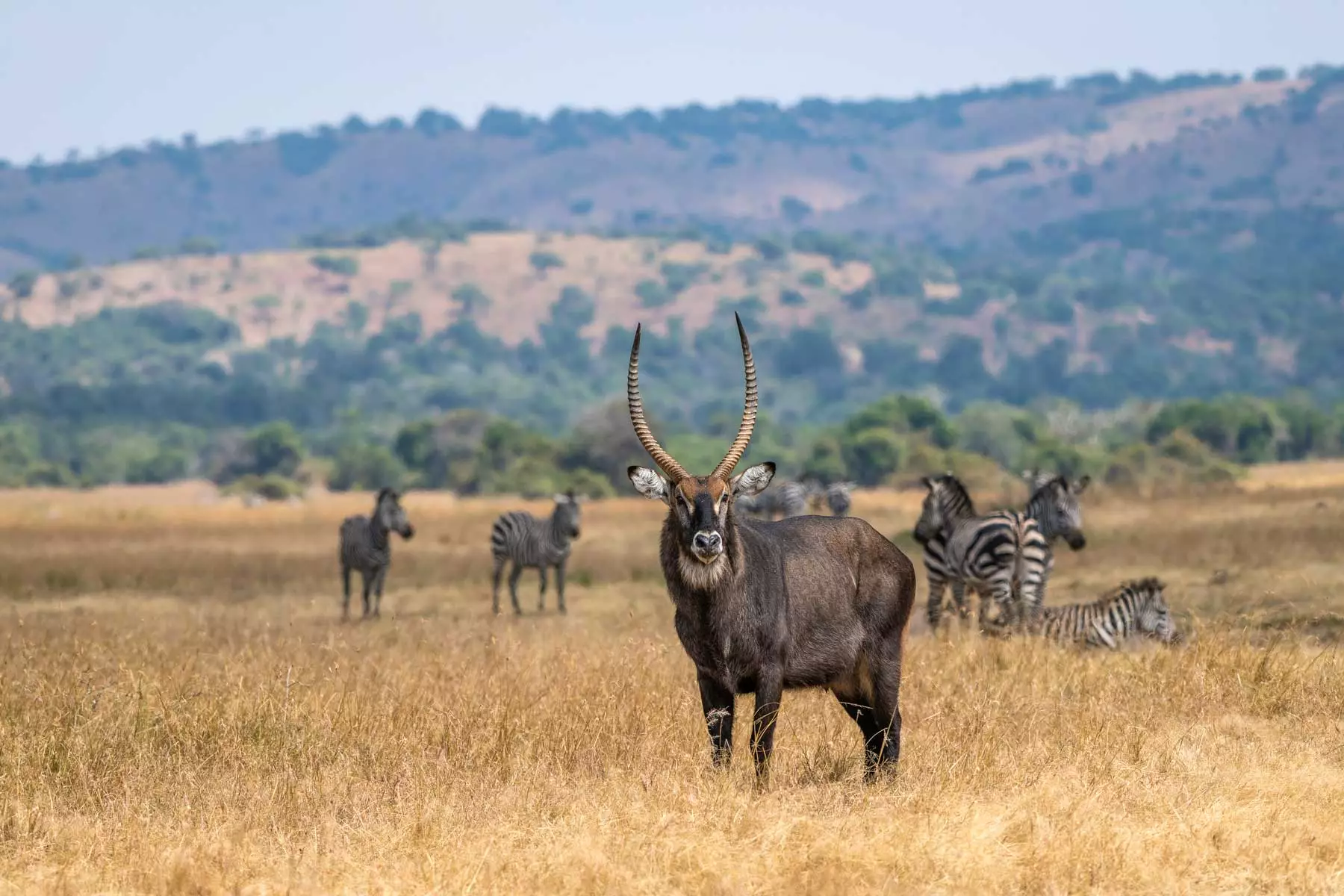 Izilwane eziklabile ensimini ebonwe e-Wilderness Safaris eRwanda