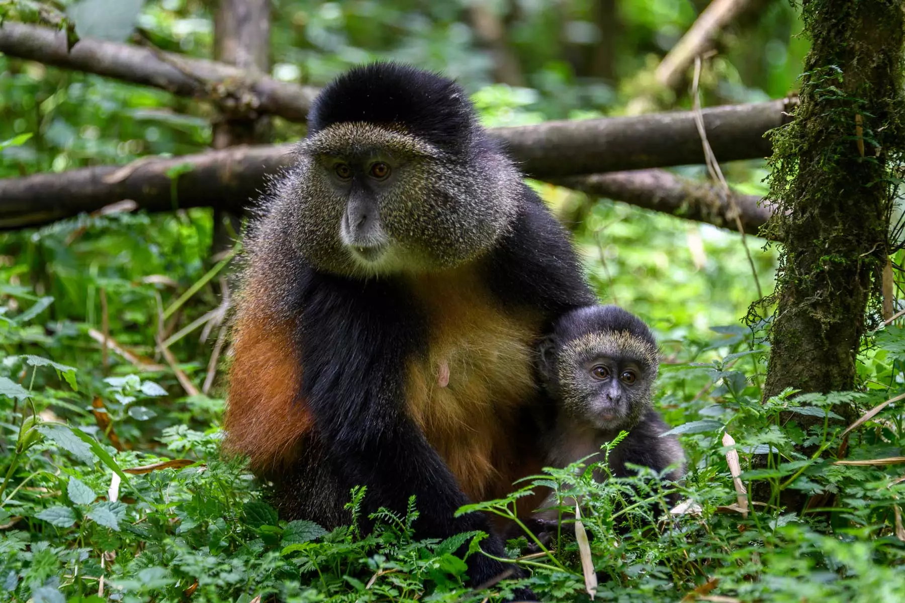 Ibu dan anak monyet melihat di Wilderness Safaris Rwanda