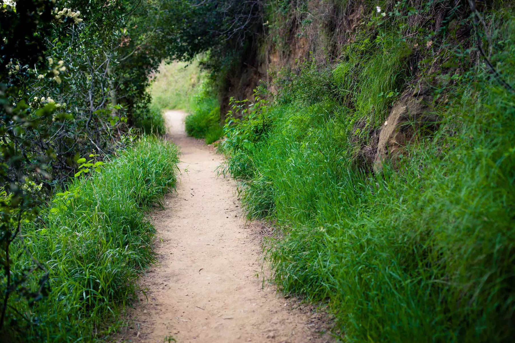 Un sentiero escursionistico costeggia un'erba verde lussureggiante e conduce attraverso un tunnel di cappral nel Canyon di Temescal durante la crescita primaverile dopo la stagione delle piogge invernale. Nelle montagne di Santa Monica nel sud della California.