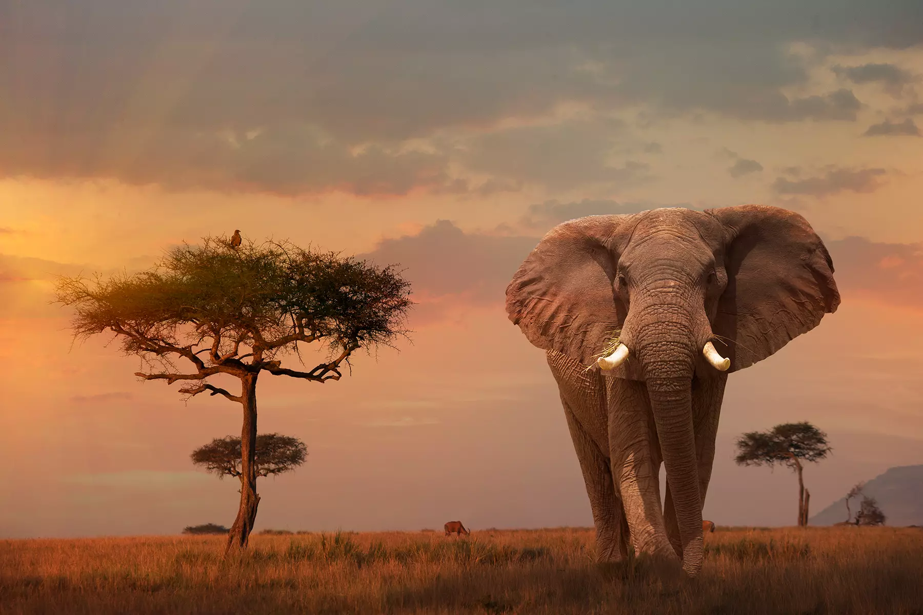 Giganta Maskla elefanto (Loxodonta africana) ĉe sunsubiro en Nacia Parko Masajoo.