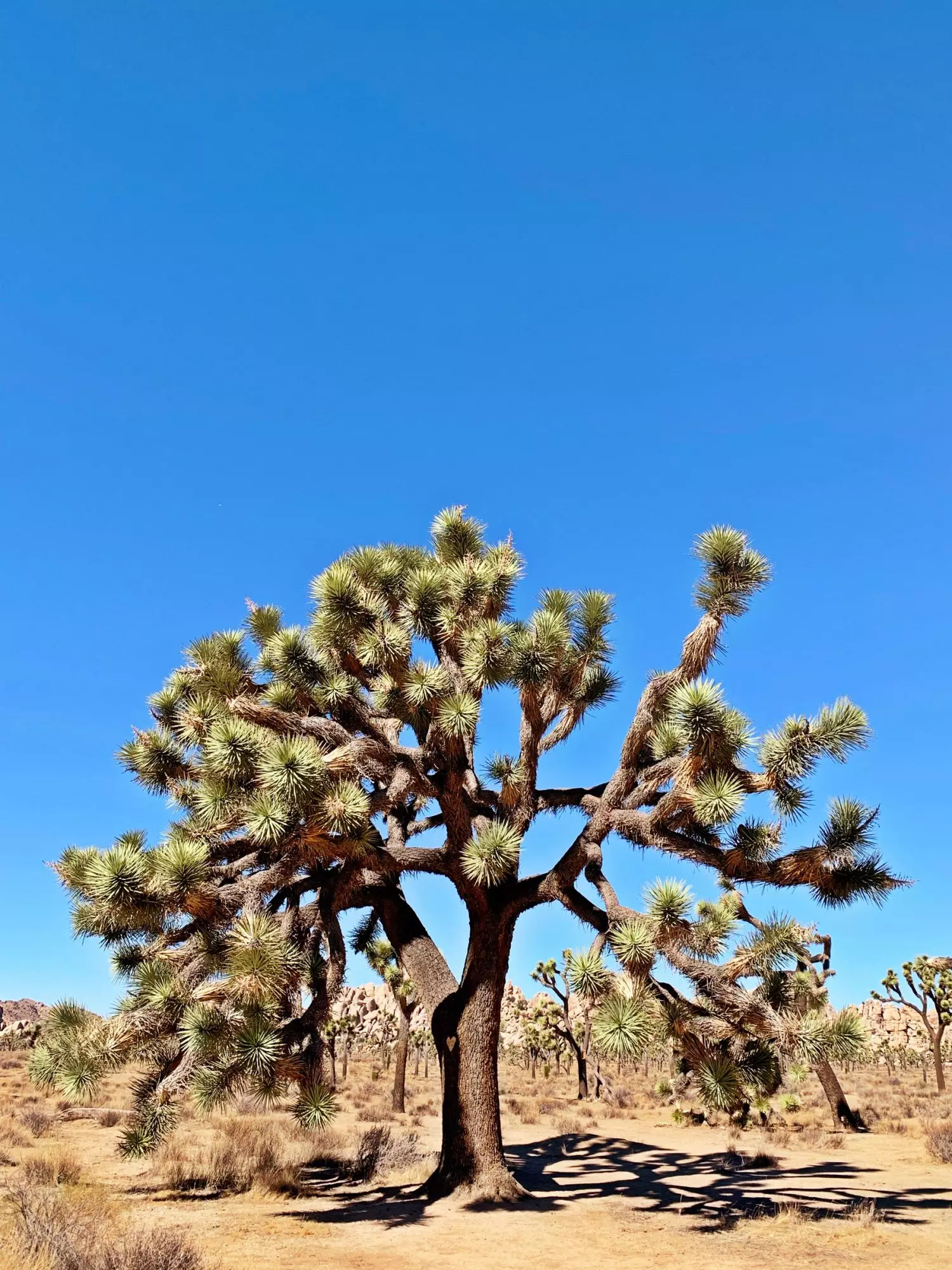 Un arbre de Josué au parc national de Joshua Tree