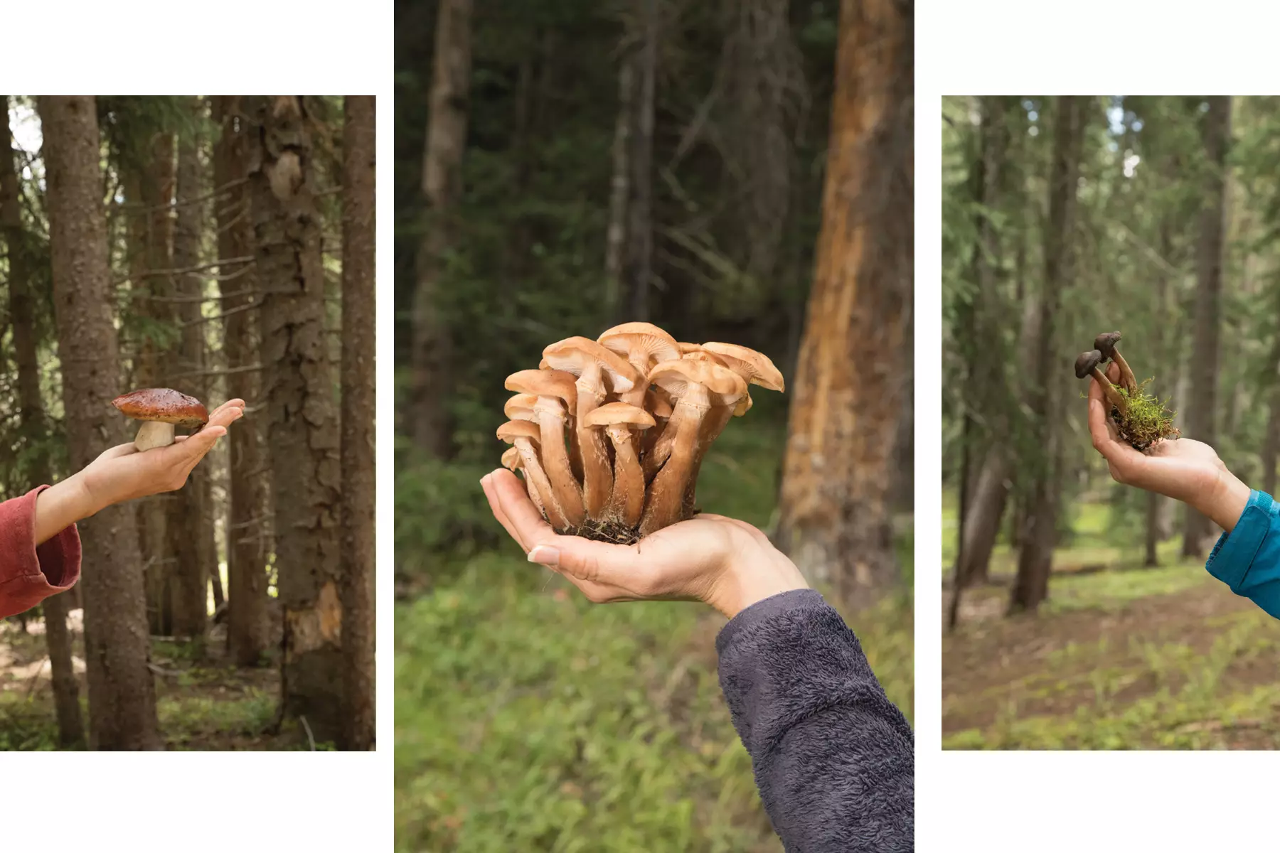 Hranljive gljive tijekom Telluride Mushroom Festivala