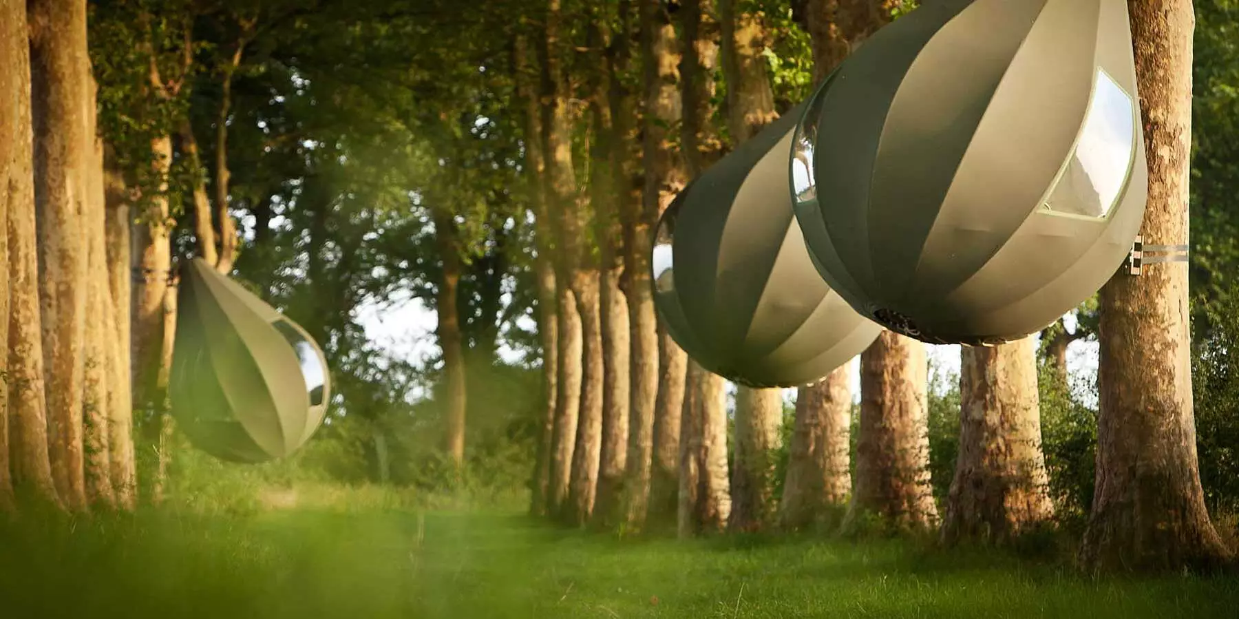 Możesz spać w namiocie w kształcie łzy wiszącym na drzewie w Belgii