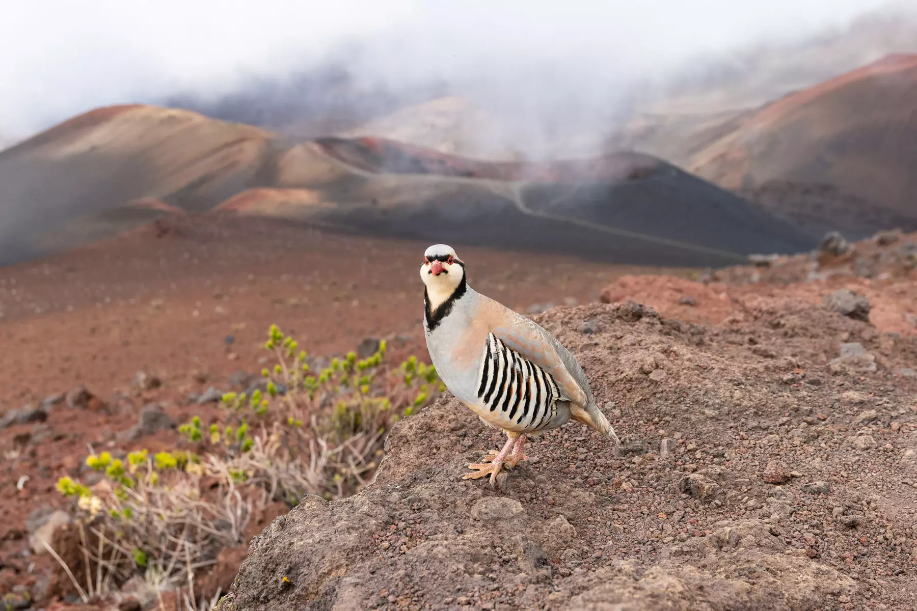 Haleakala Milli Parkı'nda Chukar kekliği