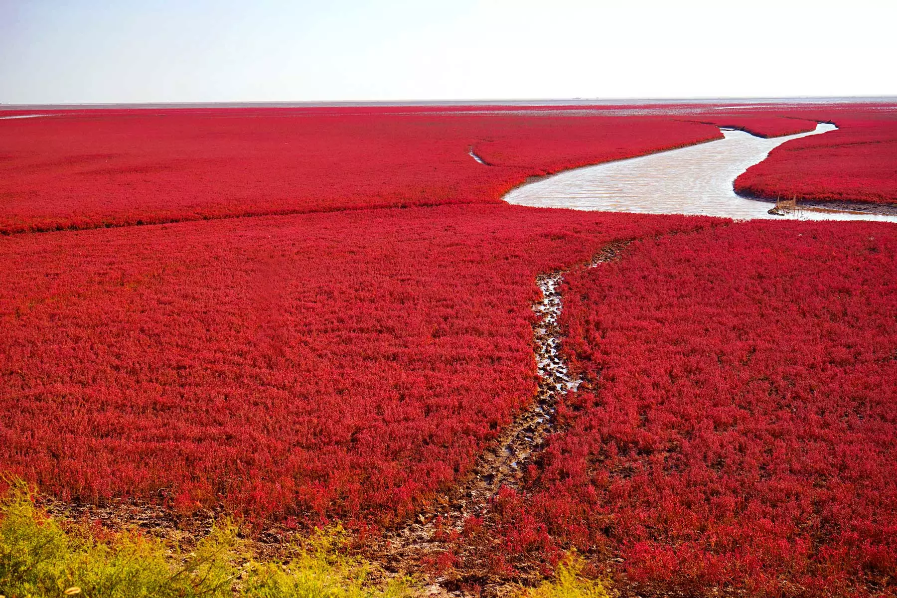 चीनमधील लिओनिंगमधील पंजिन शहरात असलेला लाल समुद्रकिनारा.