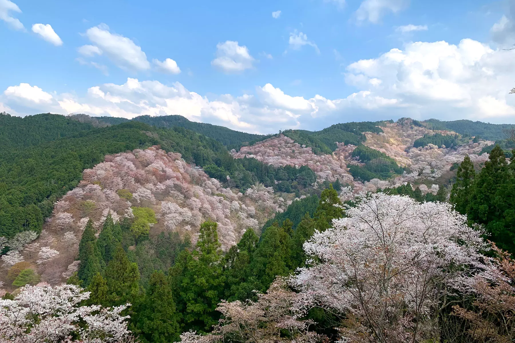 Yaponiyada Yoshino Sakura albalı çiçək açır