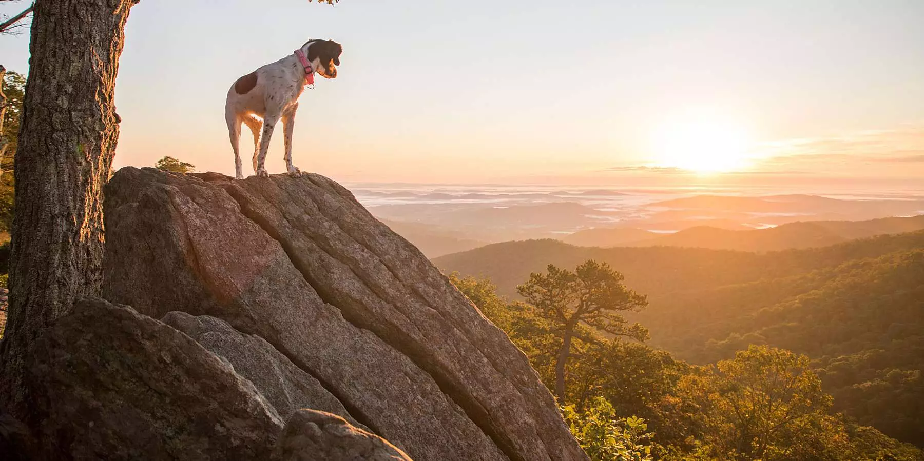 Die 11 tierfreundlichsten Nationalparks in den USA