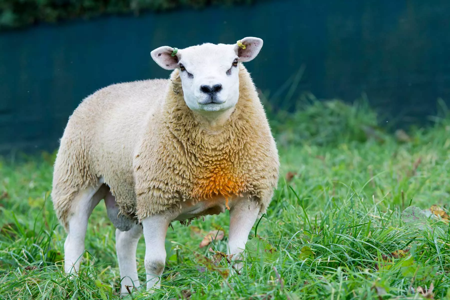 Teksel stamboek ram yn fjild. Lancashire, Feriene Keninkryk.