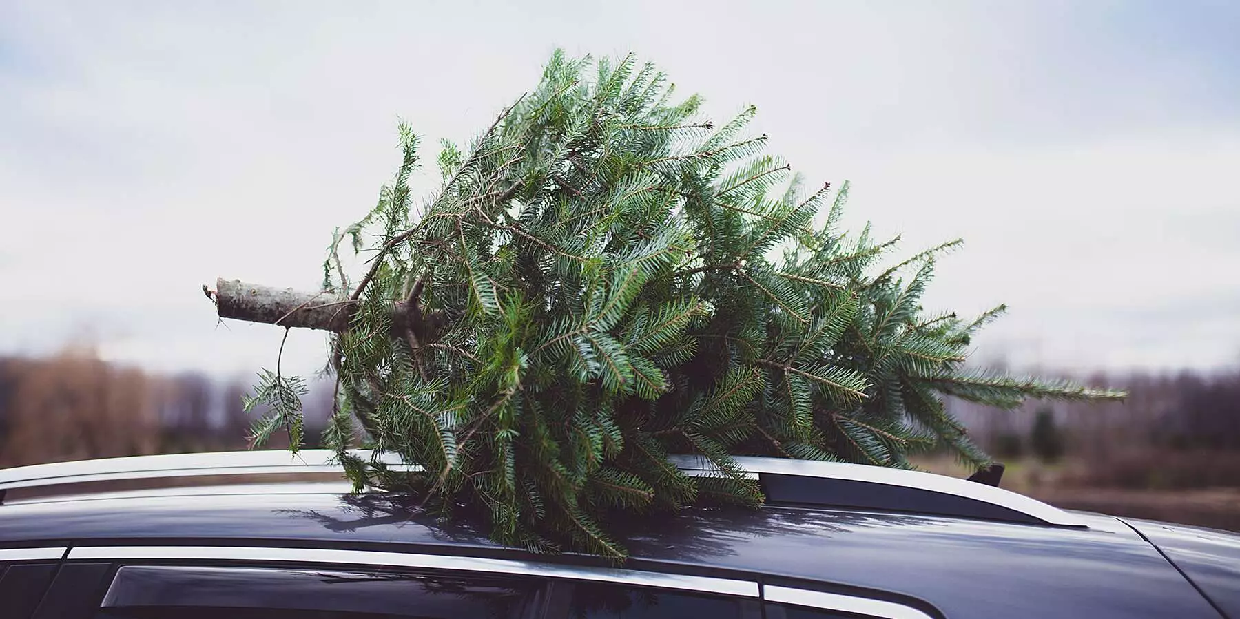 Holen Sie sich Ihren Weihnachtsbaum aus einem Nationalforst – und helfen Sie der Umwelt