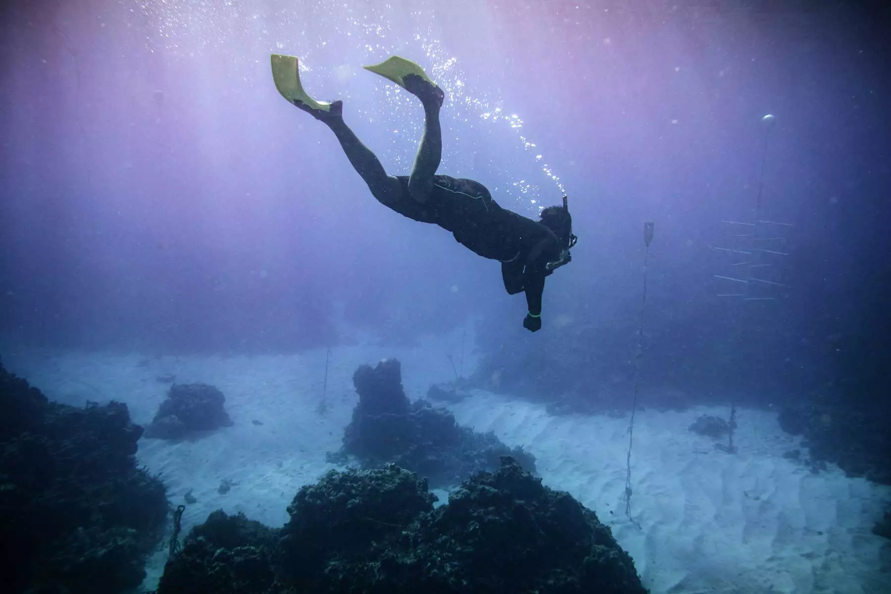 牙買加人水肺潛水