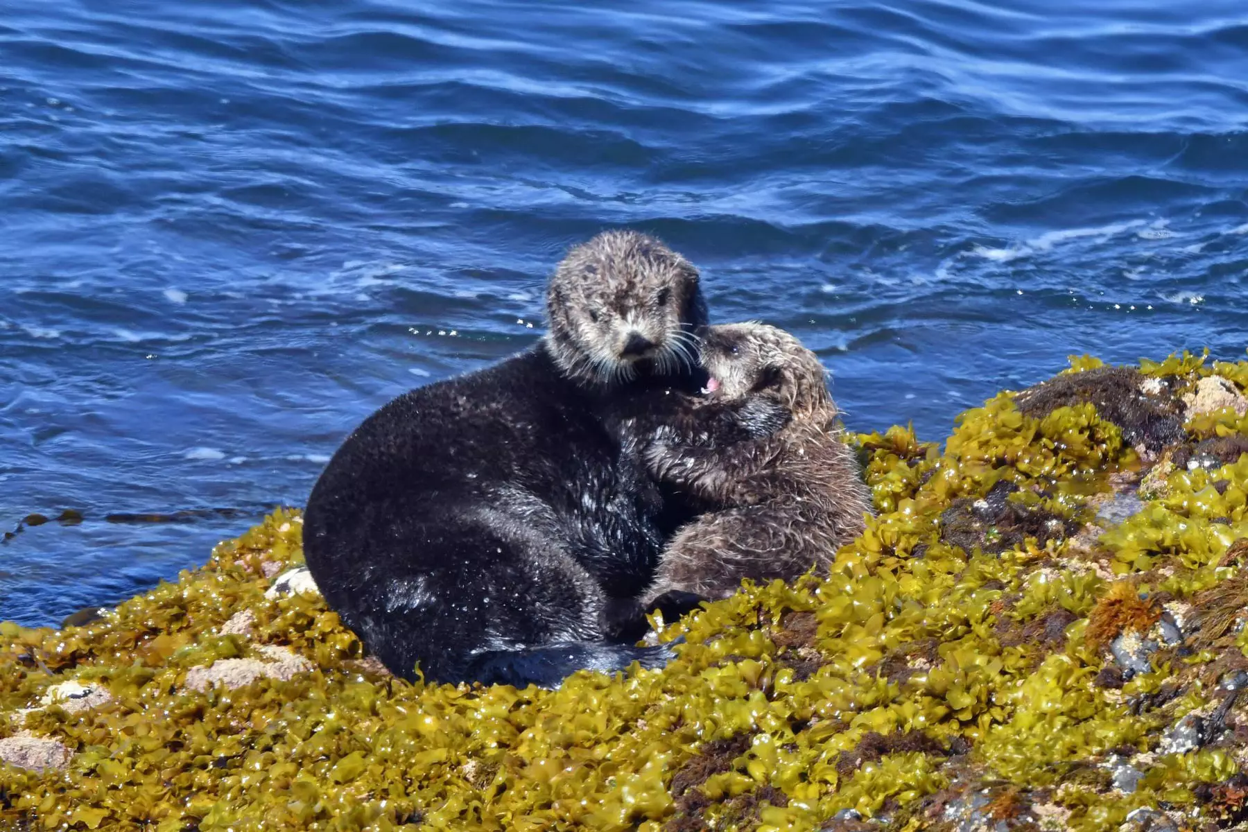 otter an-dranomasina