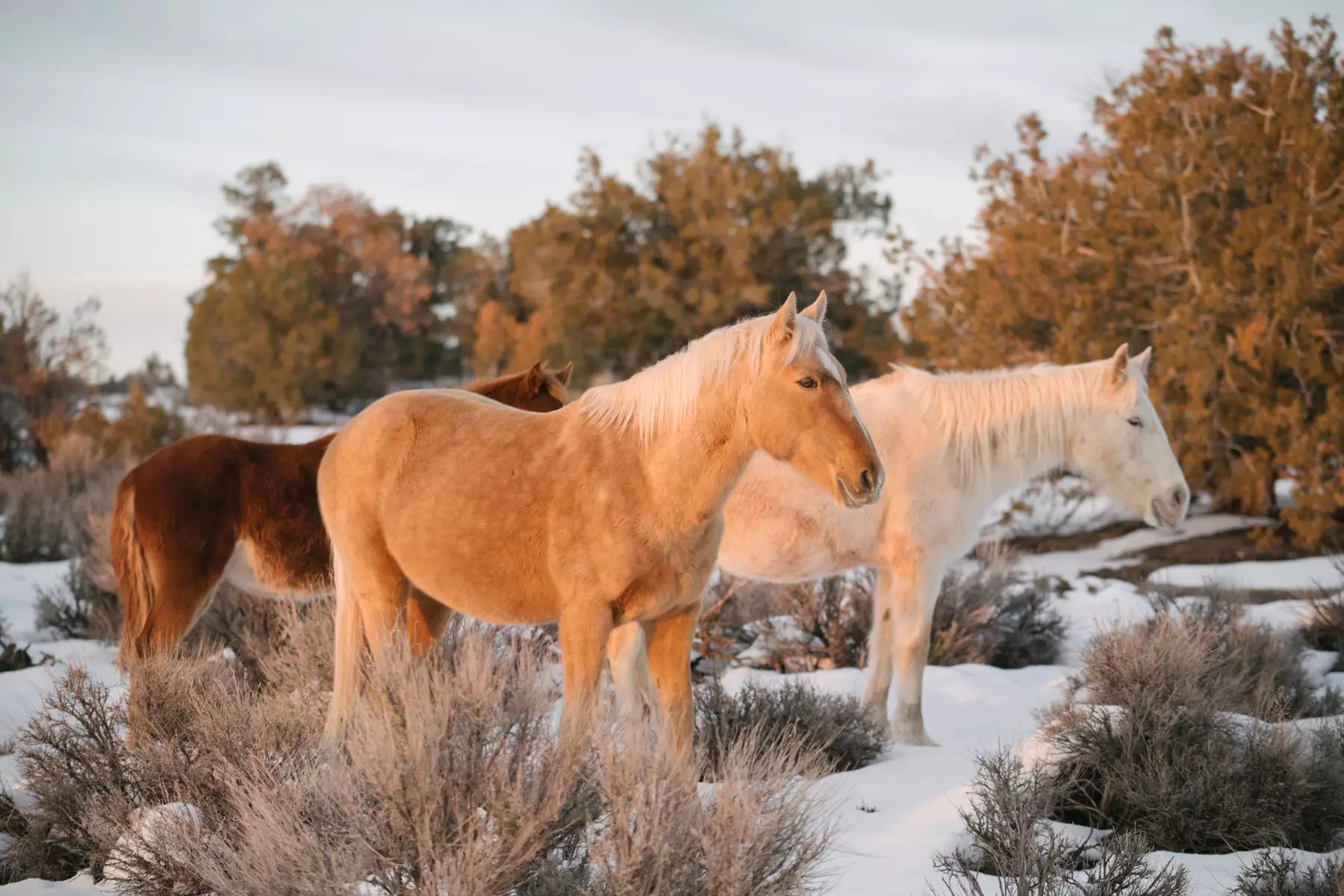 Vida navajo no inverno no Canyon de Chelly