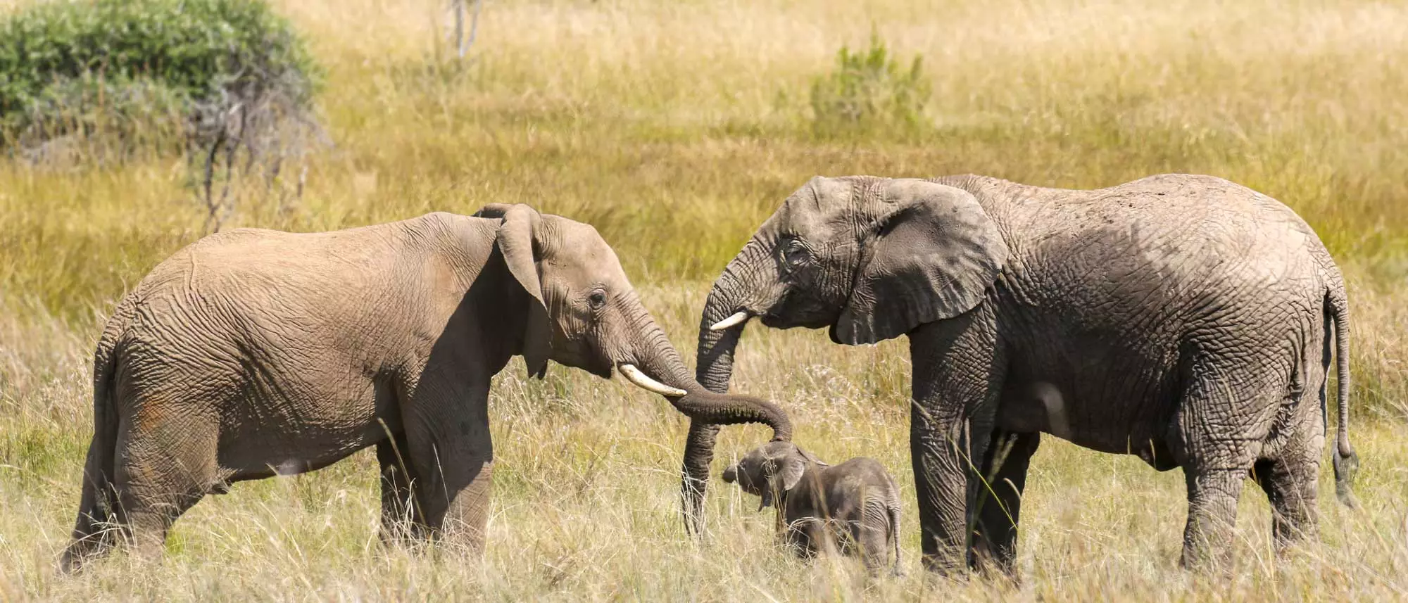 Slon africký, Národný park Pilanesberg, Južná Afrika