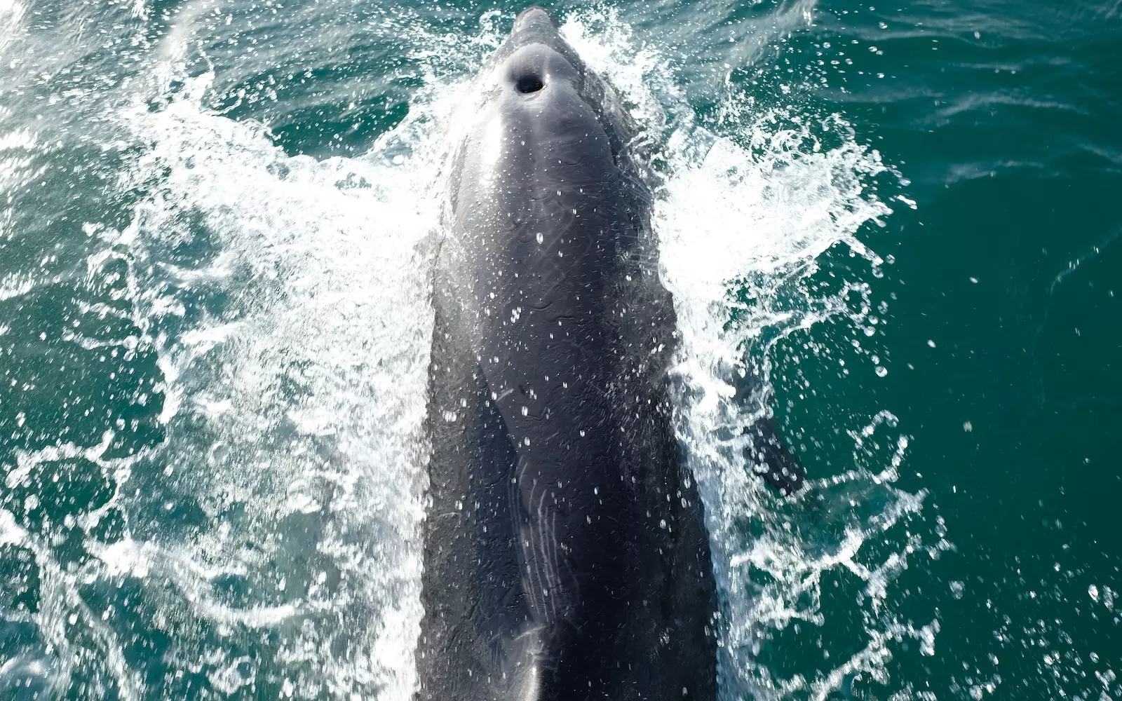 Dolphins Helena Bay ນິວຊີແລນ