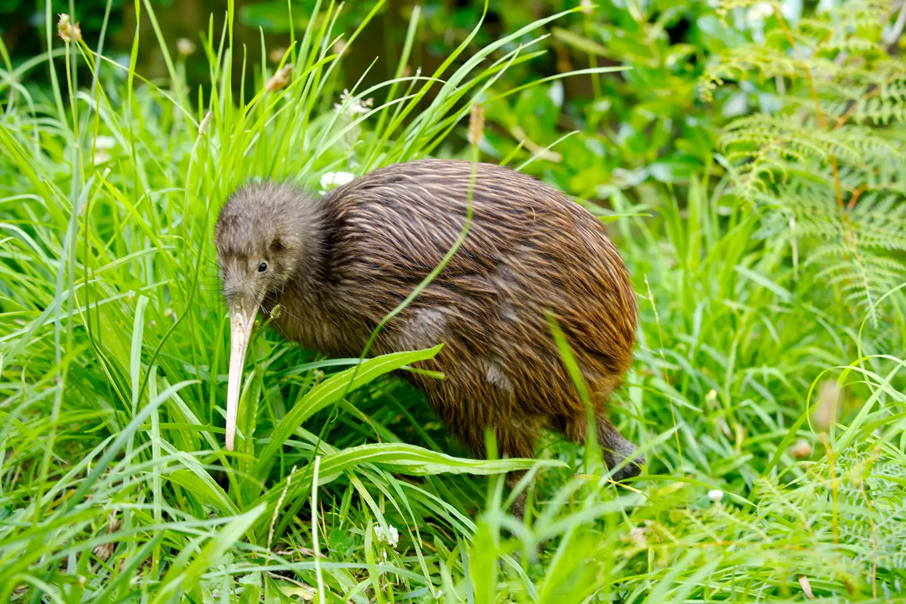Yeni Zelanda, Wellington, North Island'daki Wellington Hayvanat Bahçesi'nde kivi,