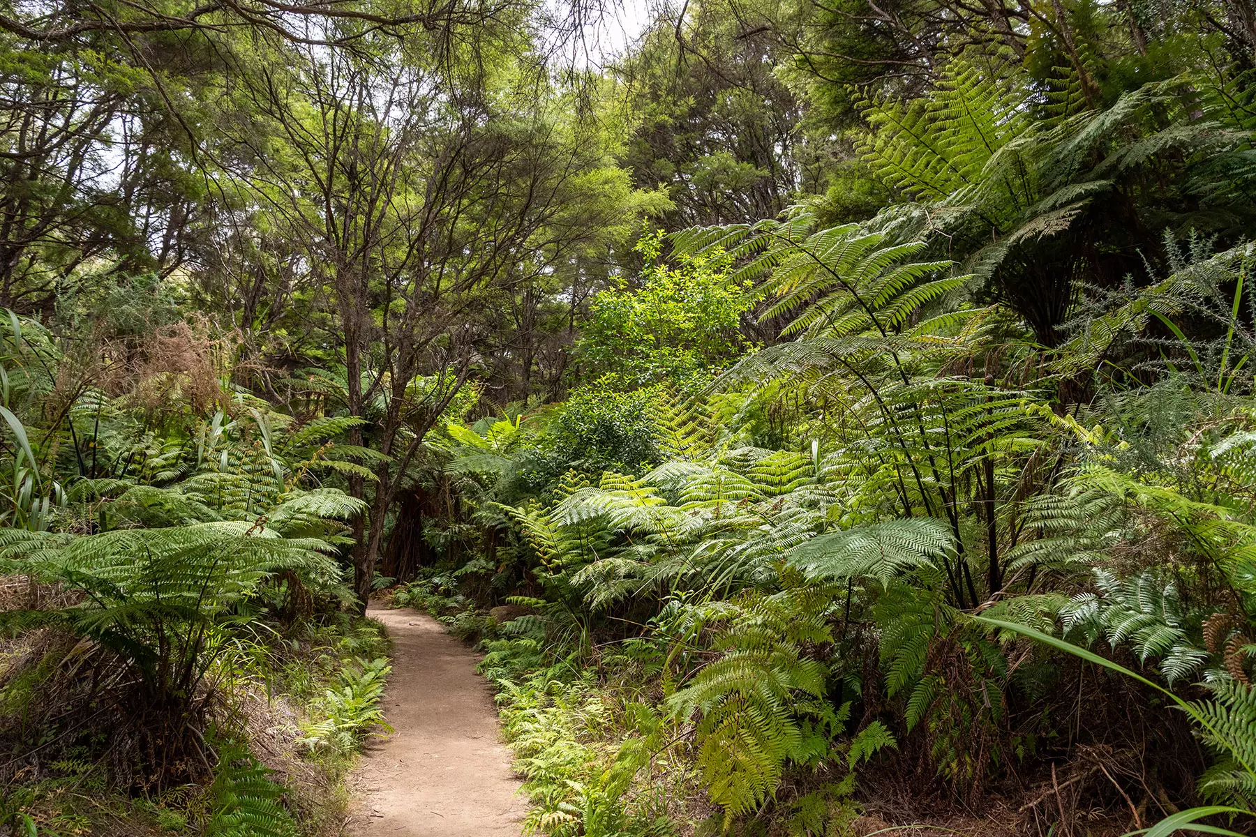 Wimbo wa Abel Tasman Coast unaongoza katika msitu wa kitropiki