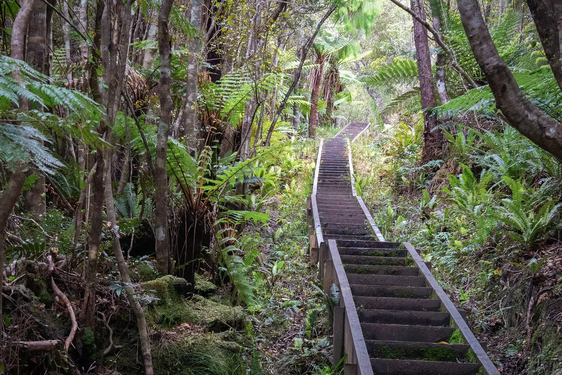 Picha imechangiwa kwenye Kisiwa cha Stewart (Rakiura), New Zealand