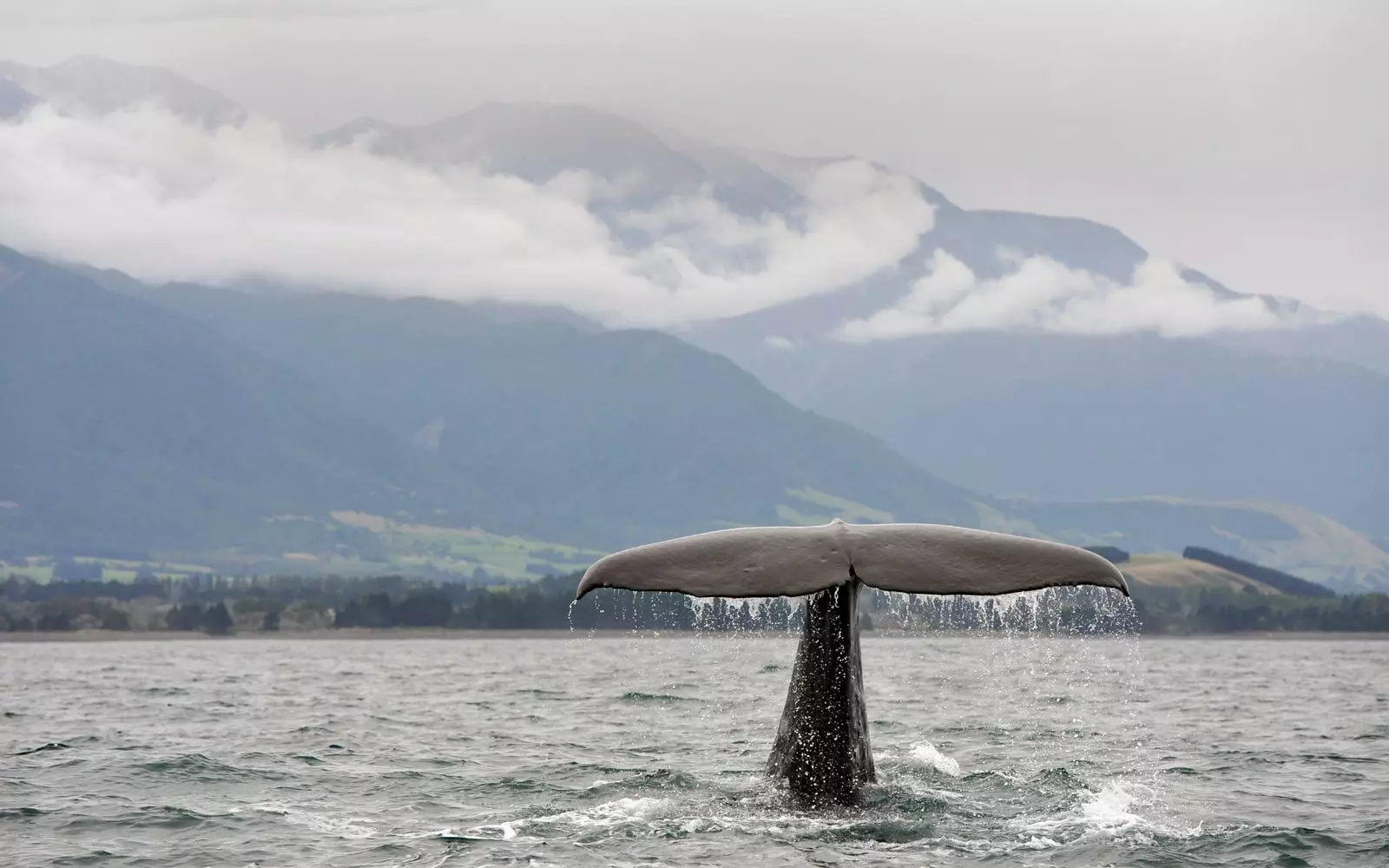 Kaikoura