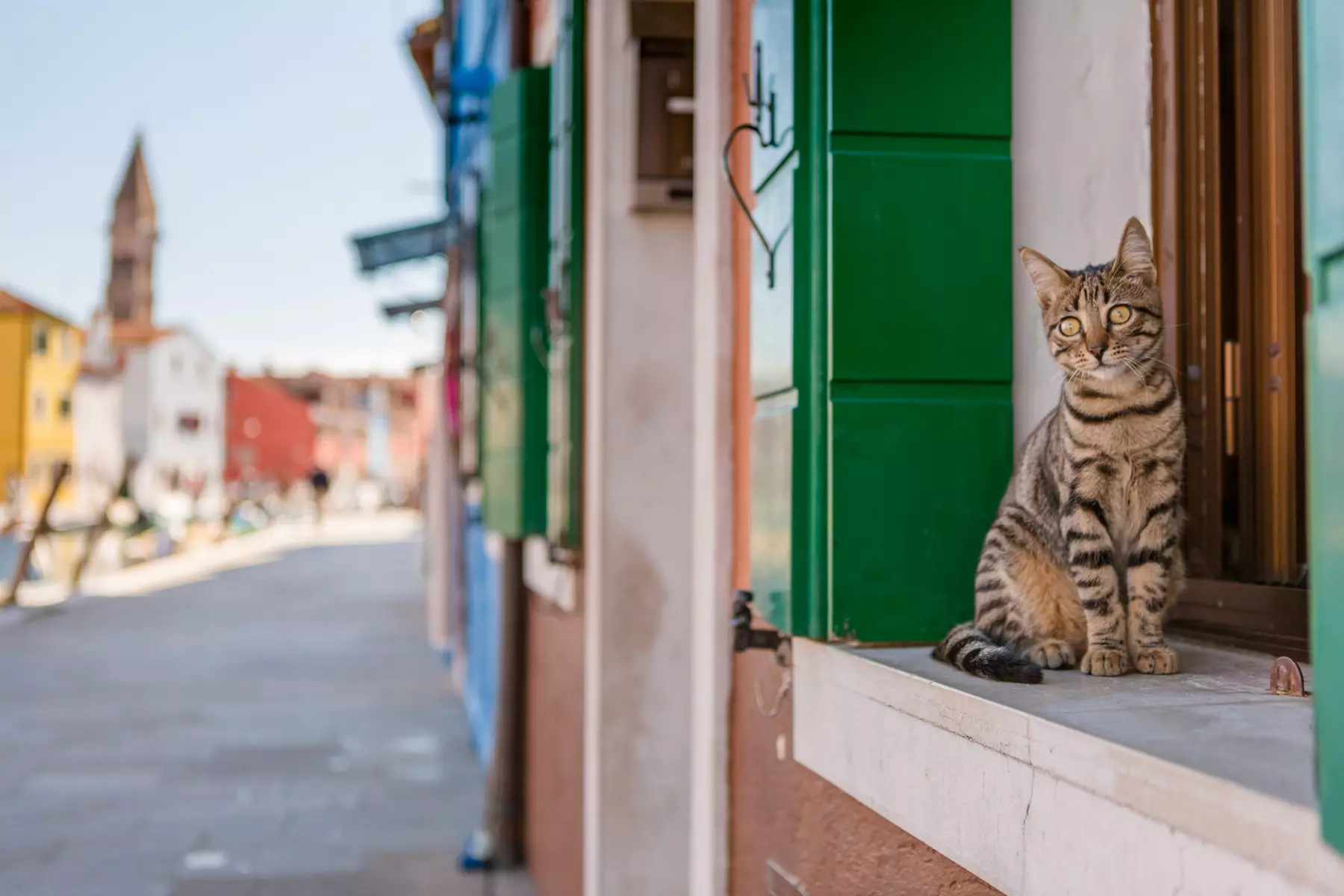 ’n Straatkat poseer vir ’n foto in die strate van Burano