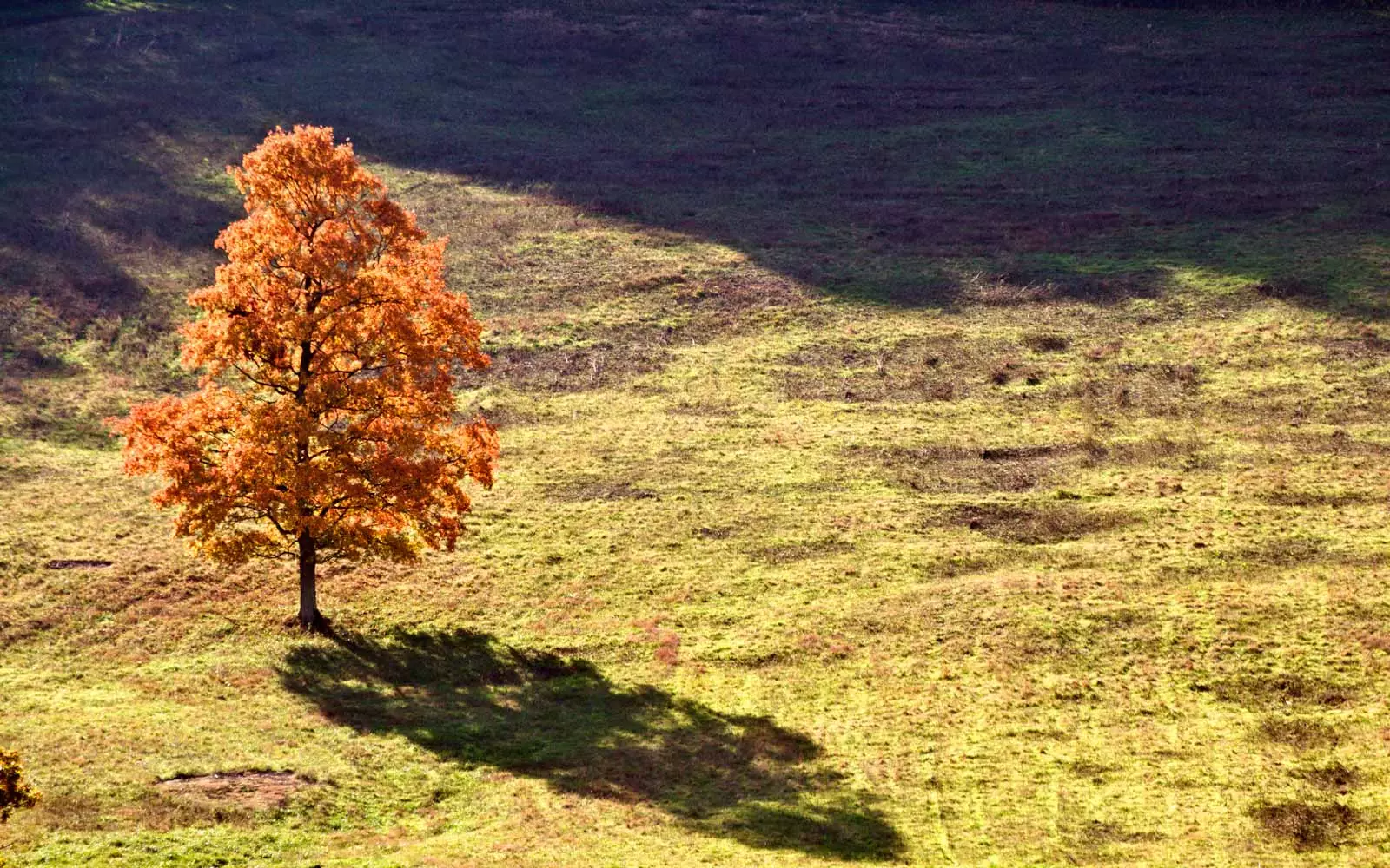 Albero d'autunno a Franklin, nel Tennessee