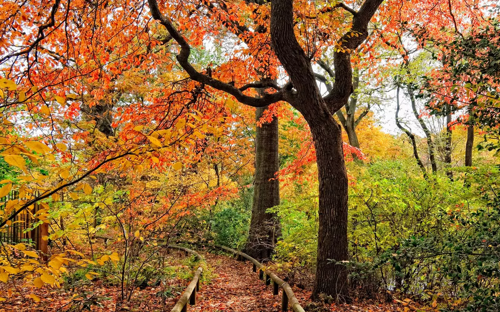 Autunno ai giardini botanici di Brooklyn, New York