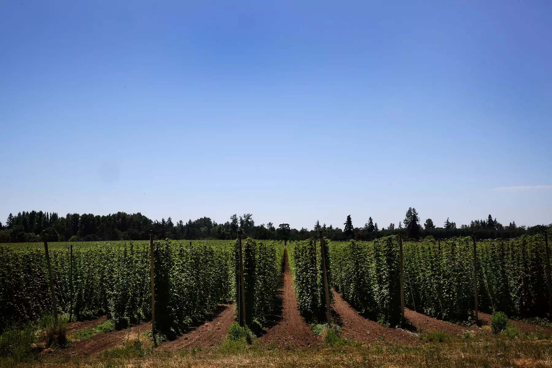 Hops dagba ni aaye kan ni Goschie Farms Inc. ni Silverton, Oregon,