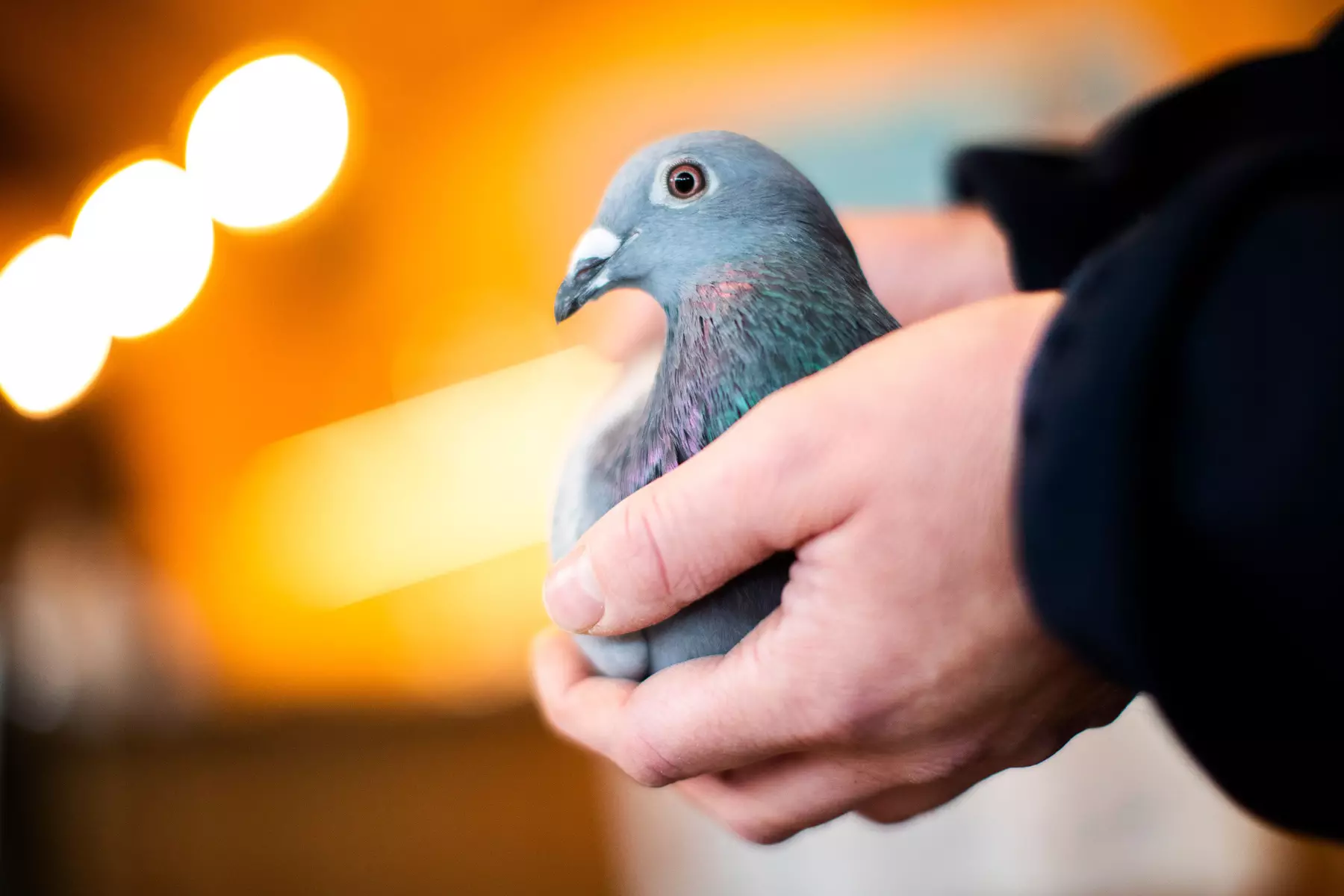 Seorang pekerja Pipa, sebuah rumah lelong merpati lumba Belgium, menunjukkan seekor burung merpati betina berusia dua tahun bernama New Kim selepas satu lelongan di Knesselare, Belgium.