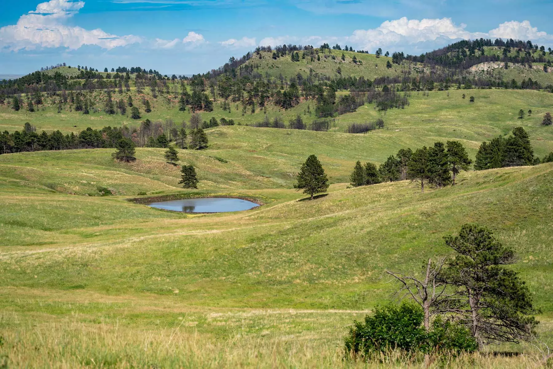 Iaz cu dealuri în Parcul de stat Custer din Dakota de Sud