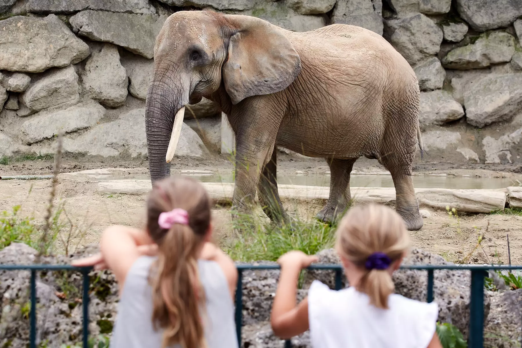 Deti sledujú slona v ZOO Schonbrunn