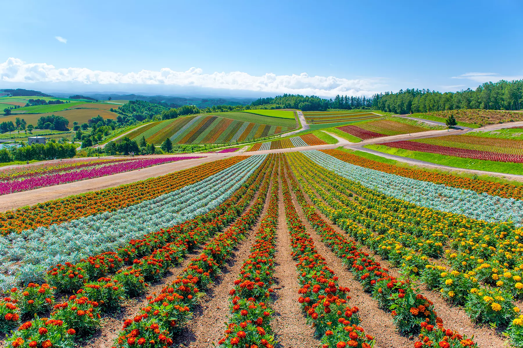 Ogige Ifuru mara mma nwere Blue Sky na Shikisai No Oka Flower Farm na Summer, Hokkaido, Japan