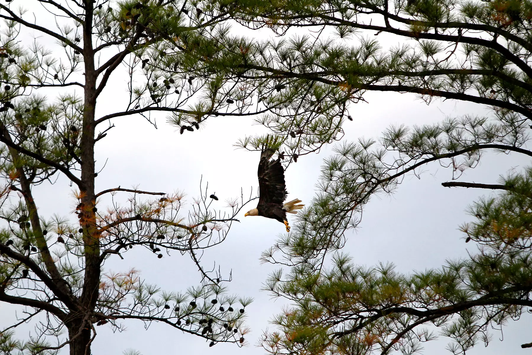 Karolina Raptor Mərkəzində zədədən sonra qulluq edilən keçəl qartal Riverbanks Zooparkının köməyi ilə buraxılıb.