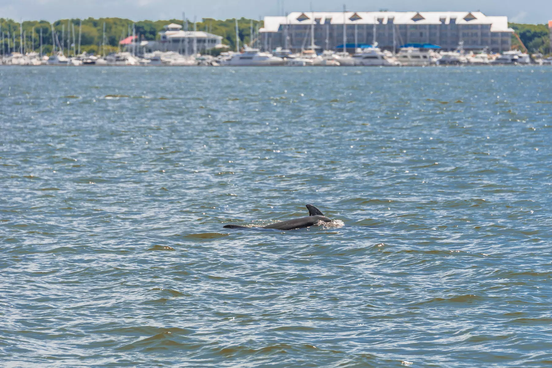 Dolphin ee Cooper River, South Carolina