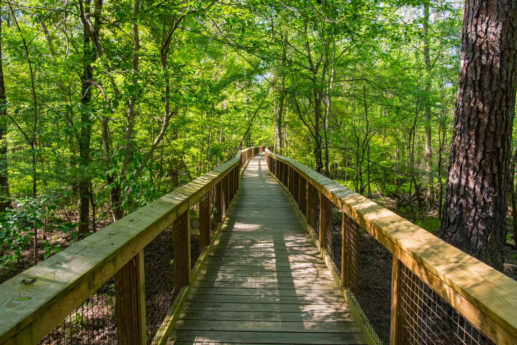 Congaree အမျိုးသားဥယျာဉ်၏သစ်တောမှတဆင့် Boardwalk လမ်းလျှောက်