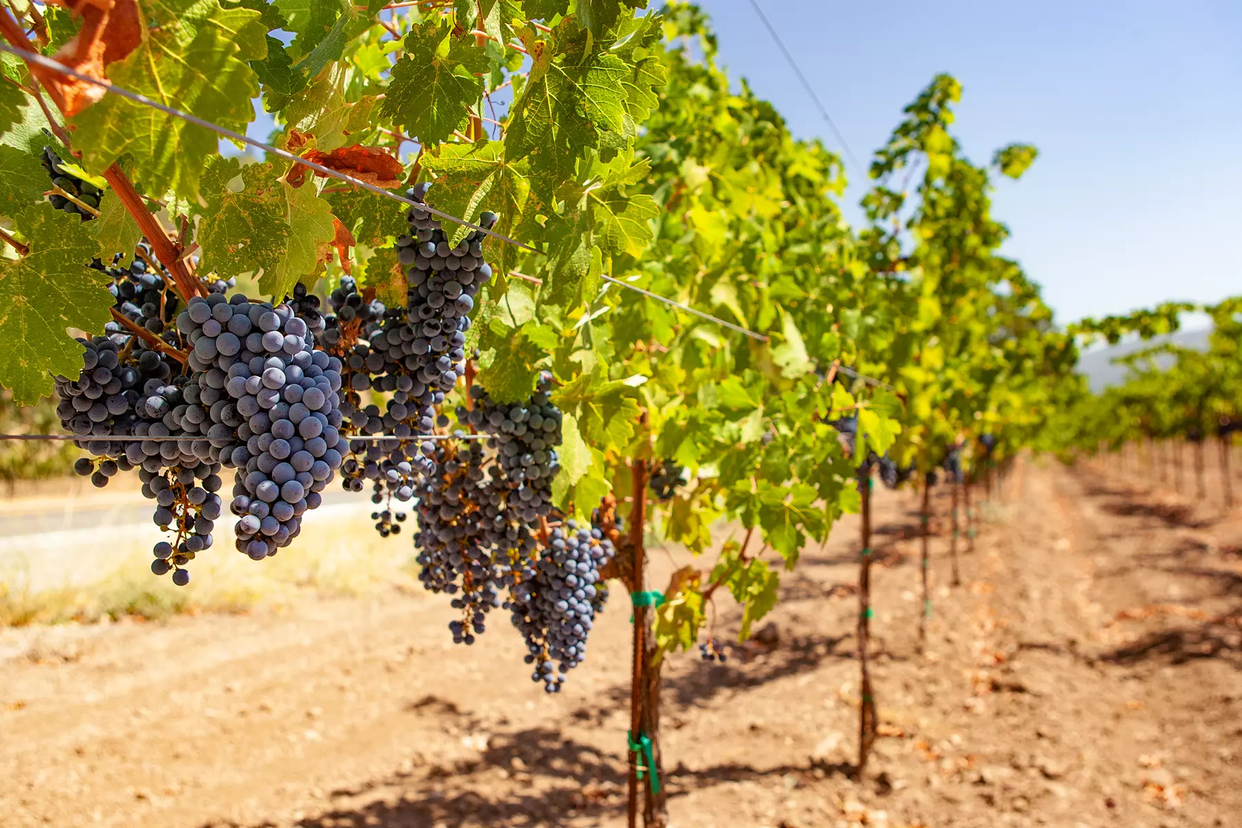 Ripe druven hingje oan wynstokken yn Napa, Kalifornje