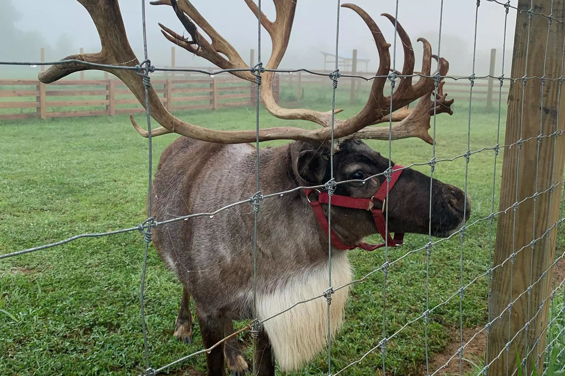 rensdyr bag et hegn ved Reindeer Farm i Bowling Green