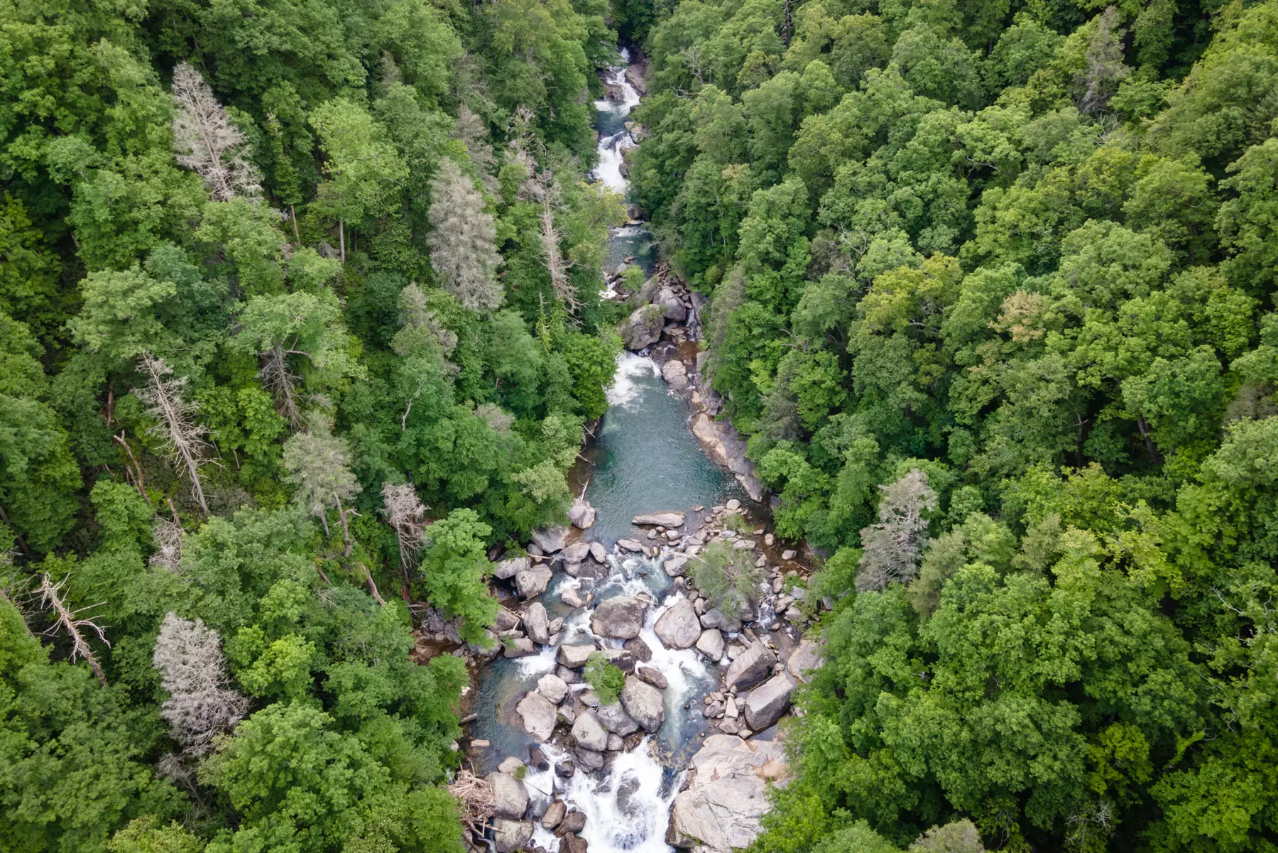 Virabelo Vido de River Gorge en Blue Ridge Mountains de Norda Karolino