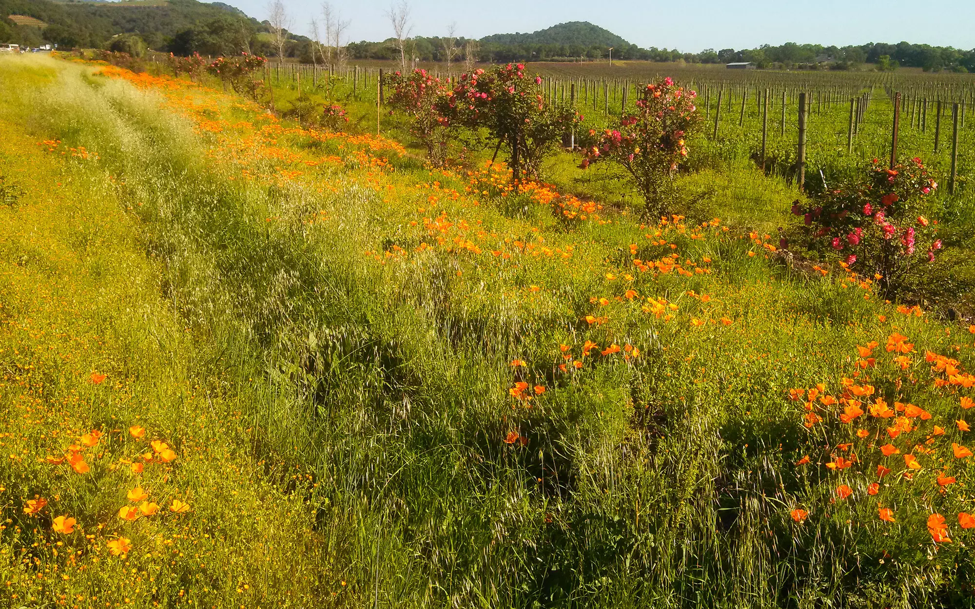 Silverado Trail autostrada attraverso i vigneti, CA