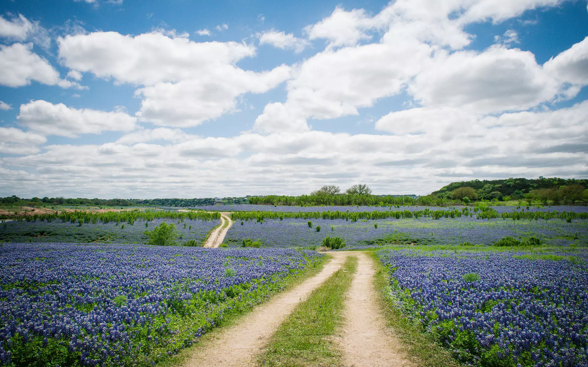 autópályán keresztül a virág feilds a Bluebonnet Trail, TX