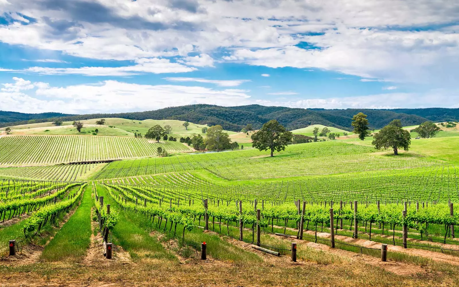 Vignobles de la vallée de Barossa en Australie