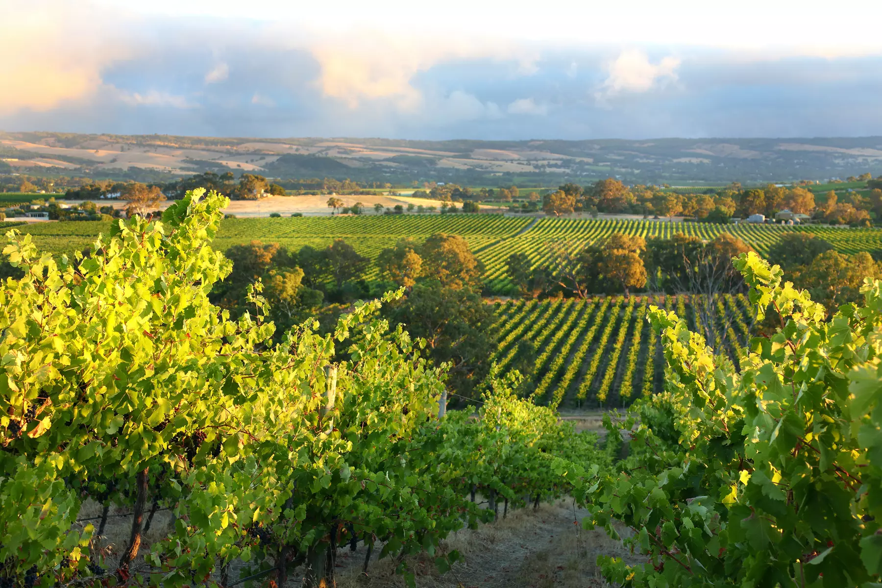 McLaren Vale e Australia Boroa ke sebaka sa veine se setle sa lirapa tsa morara.