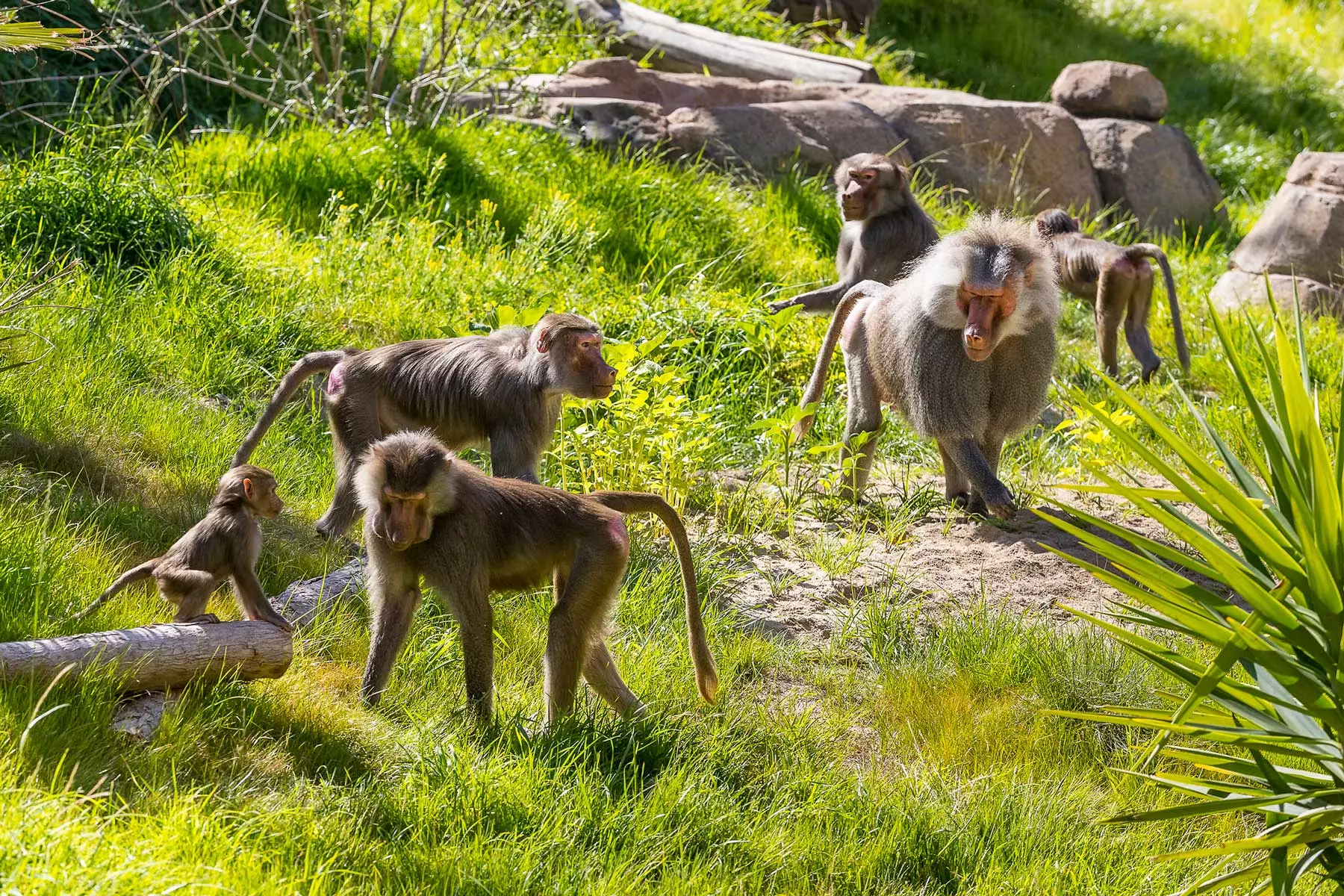 Małpy w afrykańskiej części zoo w San Diego