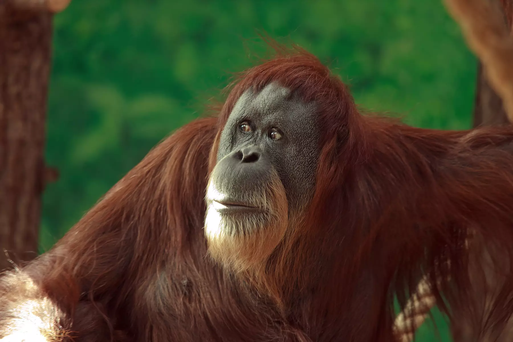 Orangutan termuda di Kebun Binatang Oregon.